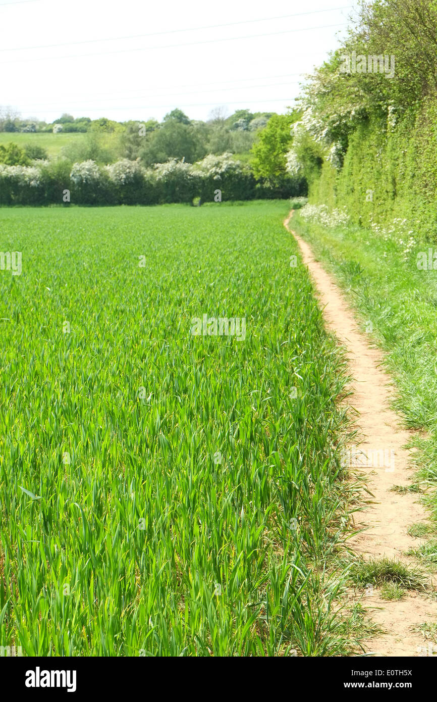 Well worn public footpath in South Gloucestershire, England, May 2014 ...