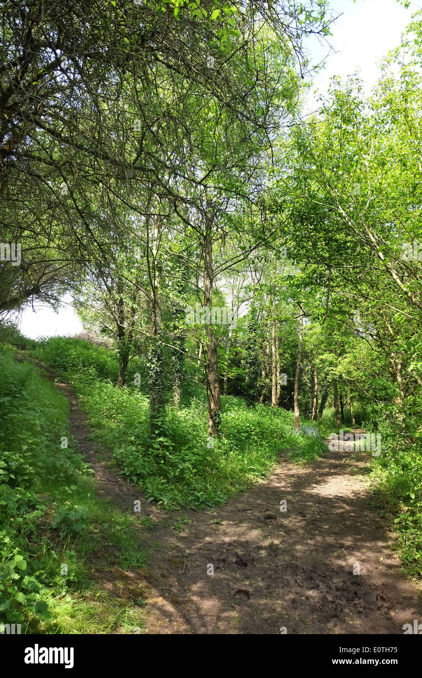 Divided woodland path, showing the bright wide easy path and the darker ...