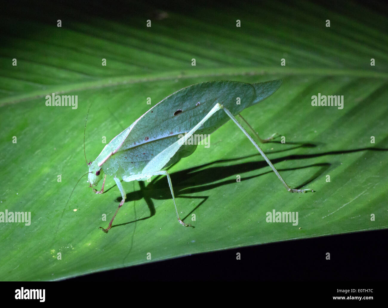 Leaf Grasshopper on a leaf at night in the rainforest of Sarapiqui ...