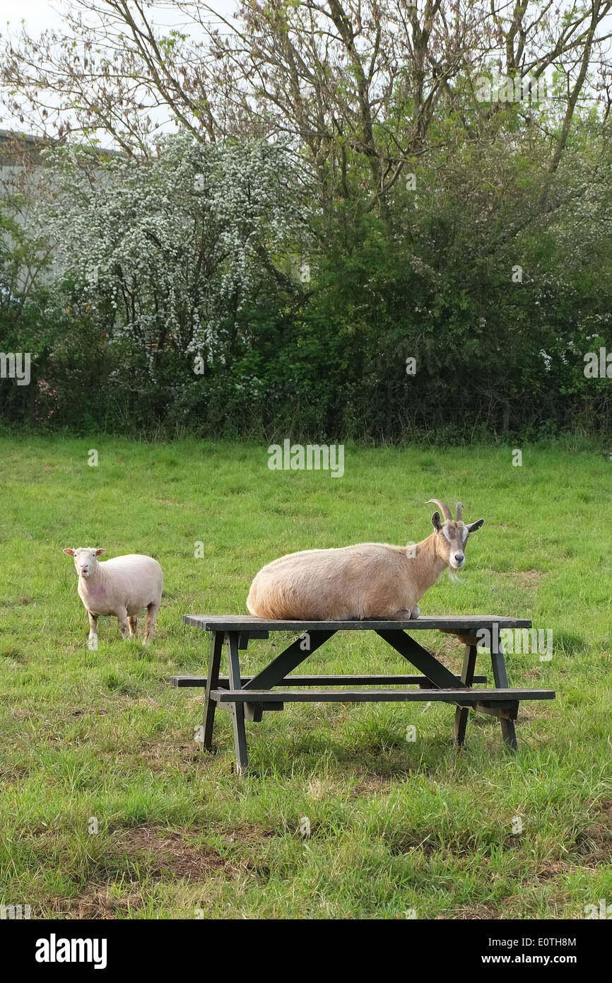 Goat on a picnic table in Cheddar Somerset, 19 April 2014 Stock Photo ...