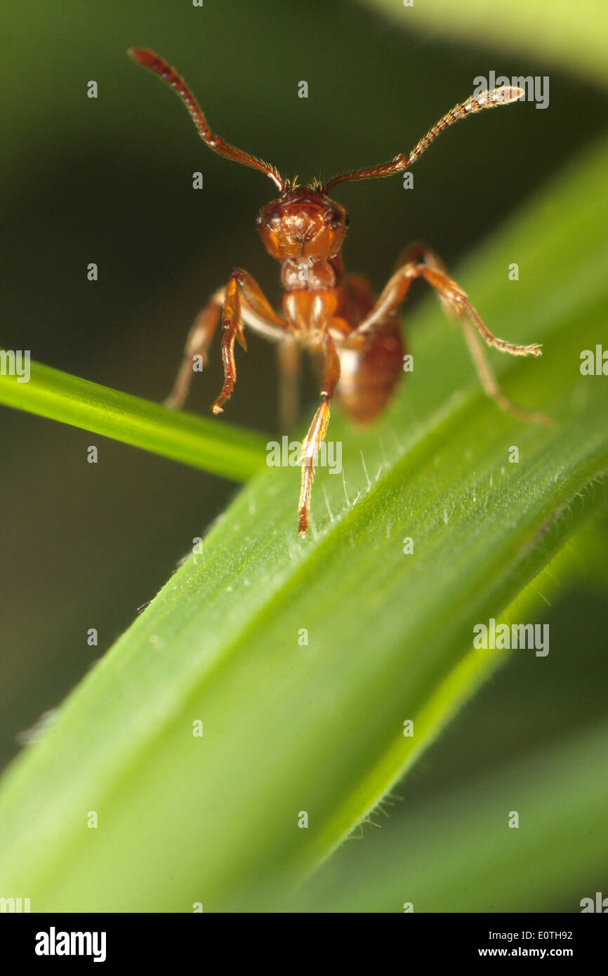 Image of red ants hi-res stock photography and images - Alamy
