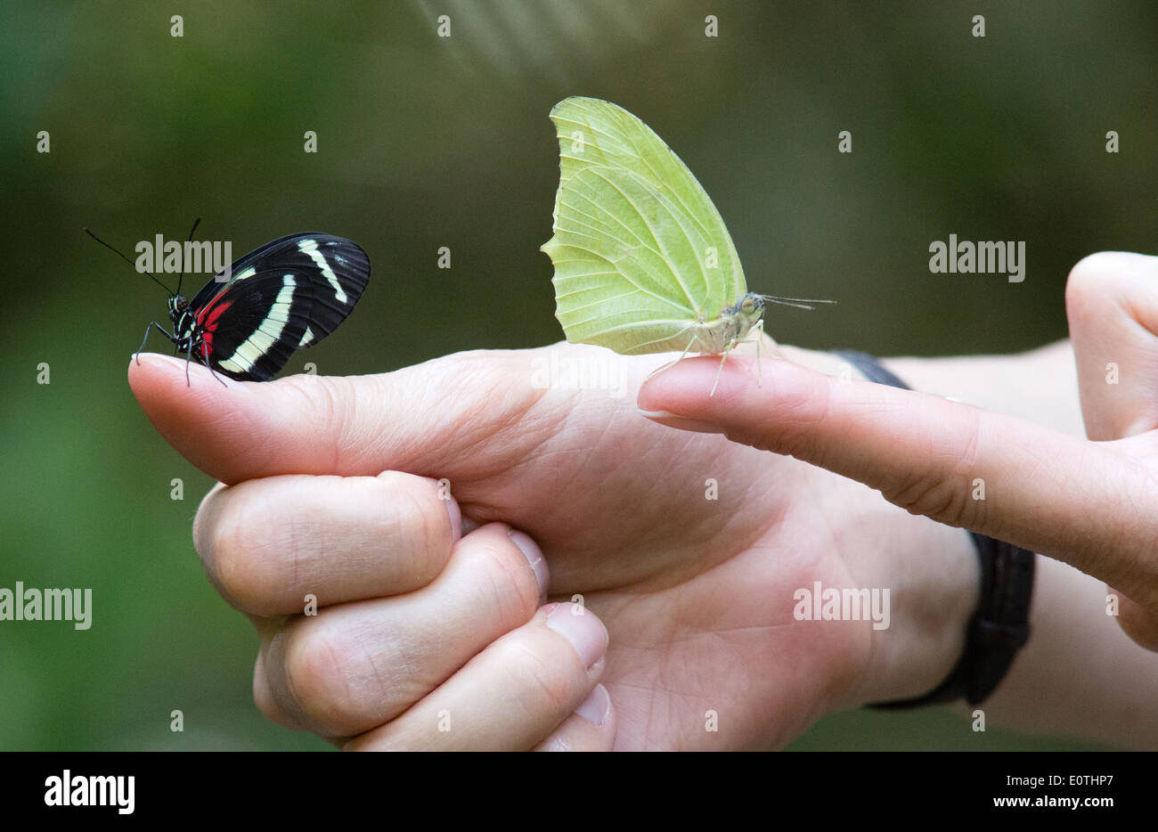 Butterflies costa rica hi-res stock photography and images - Alamy
