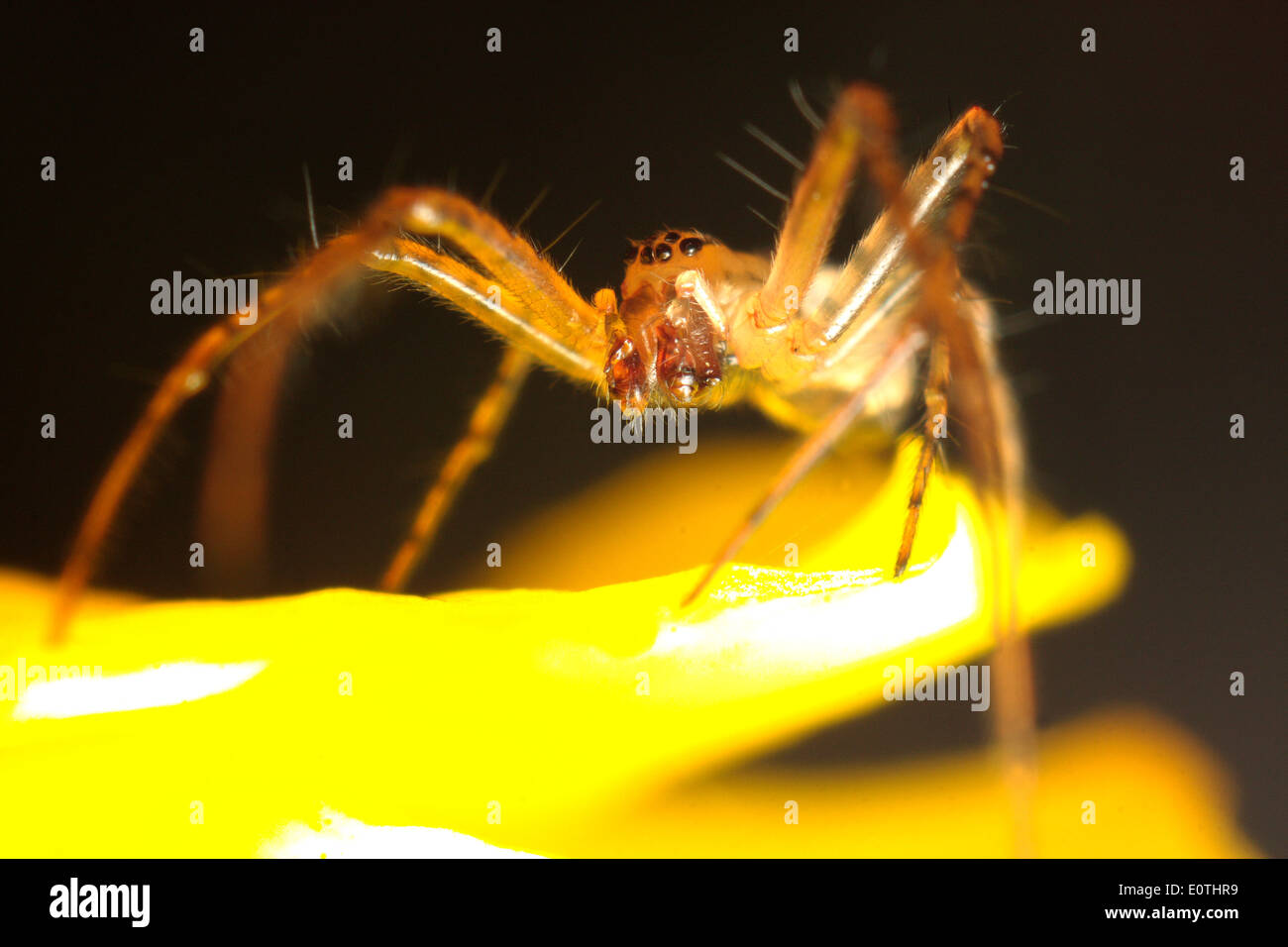 Long legged spiders hi-res stock photography and images - Alamy