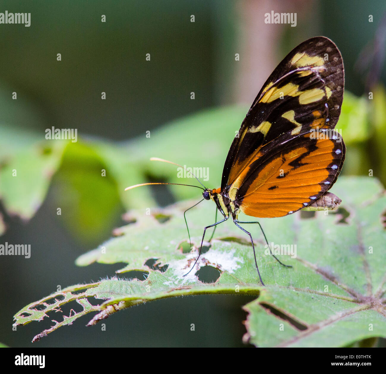 Bird wing butterfly hi-res stock photography and images - Alamy