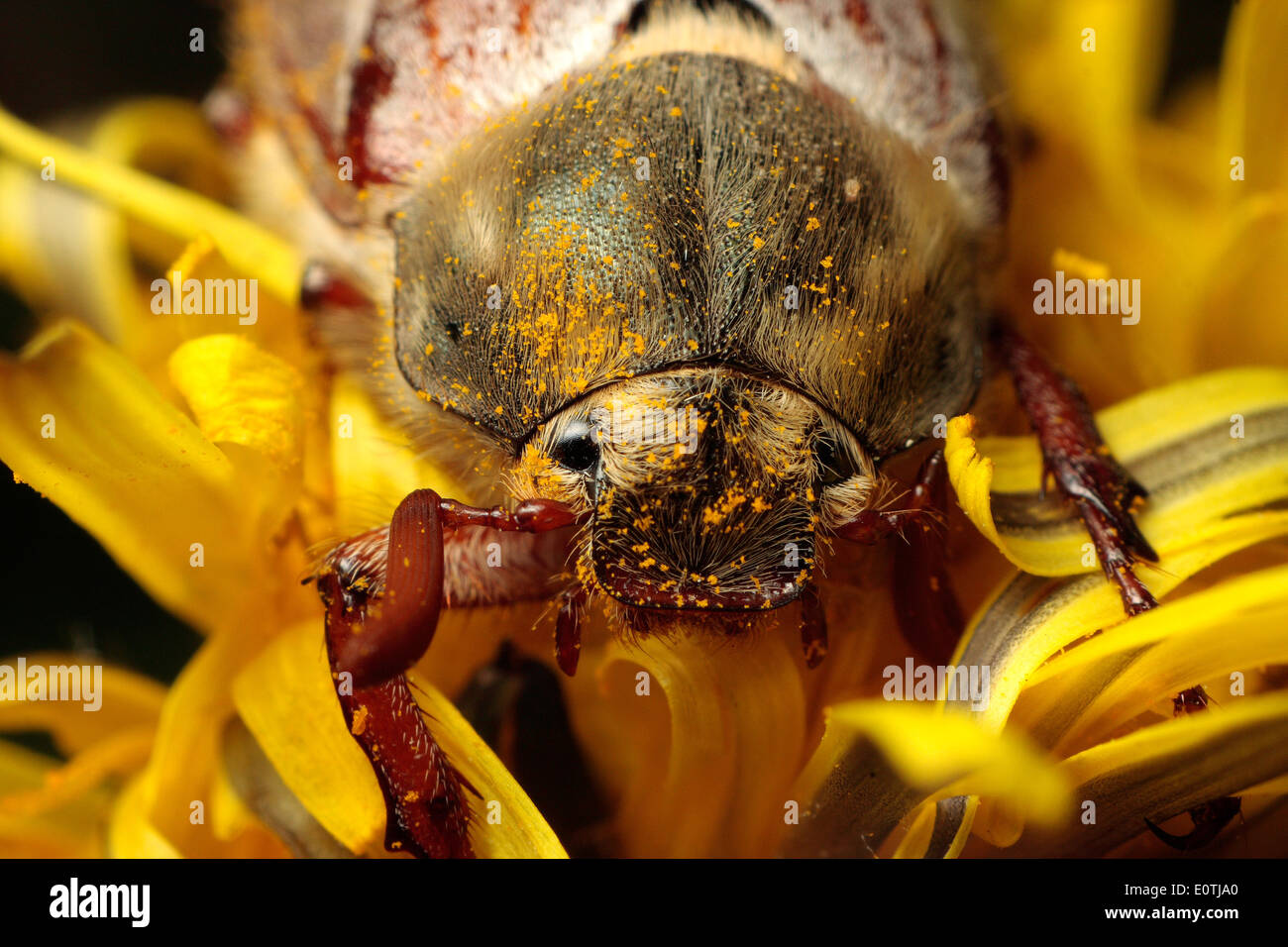 Cockchafer Beetle Maybug melolantha melolantha Irish beetles Ireland ...