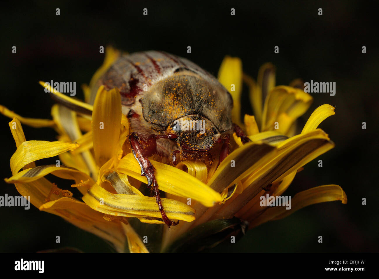 Cockchafer Beetle Maybug melolantha melolantha Irish beetles Ireland ...