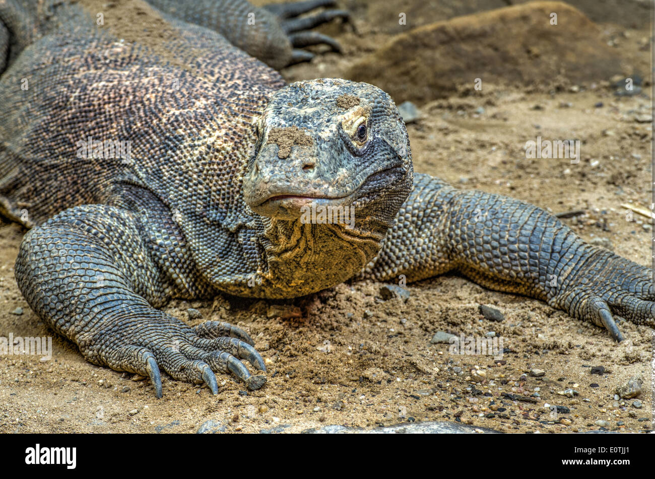 Komodo dragon claw High Resolution Stock Photography and Images - Alamy