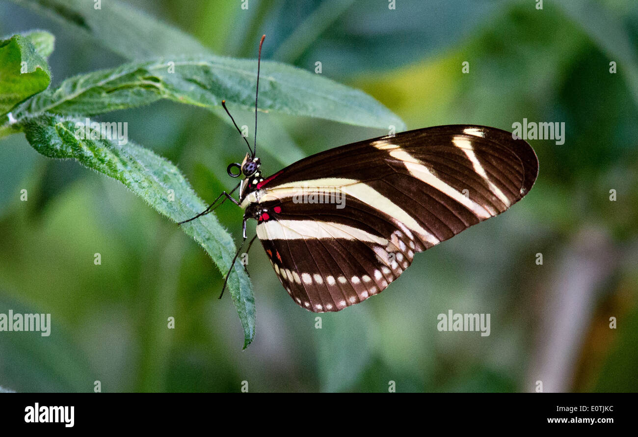 Zebra Longwing butterfly Heliconius charitonia resting on leaves at a ...