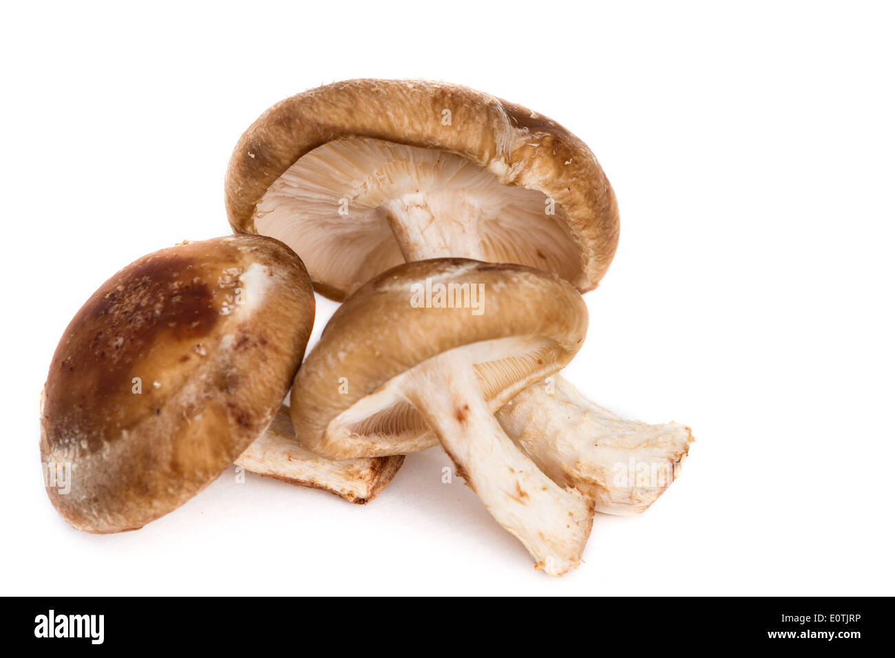 Wild Shiitake Mushrooms