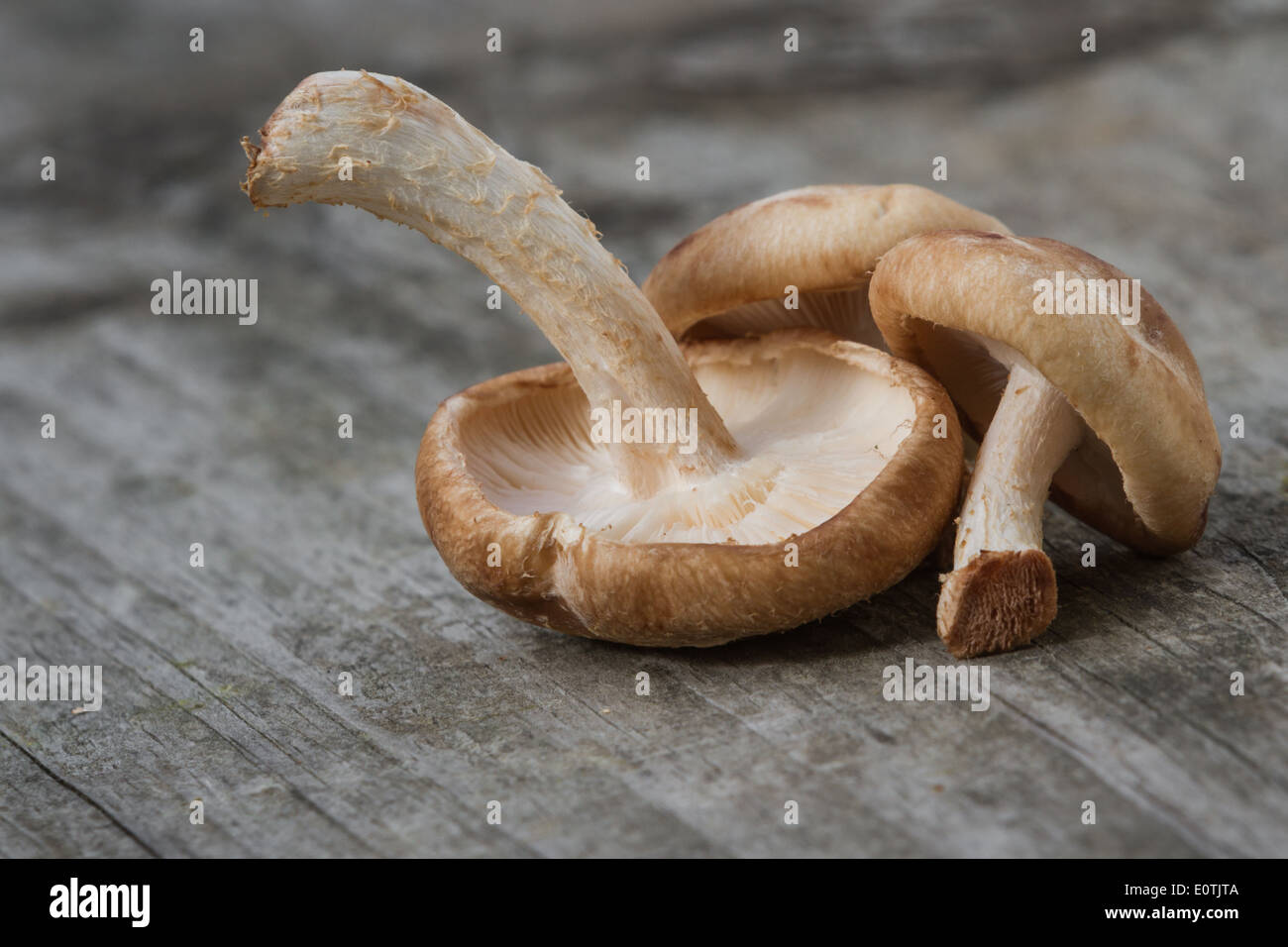 Wild Shiitake Mushrooms