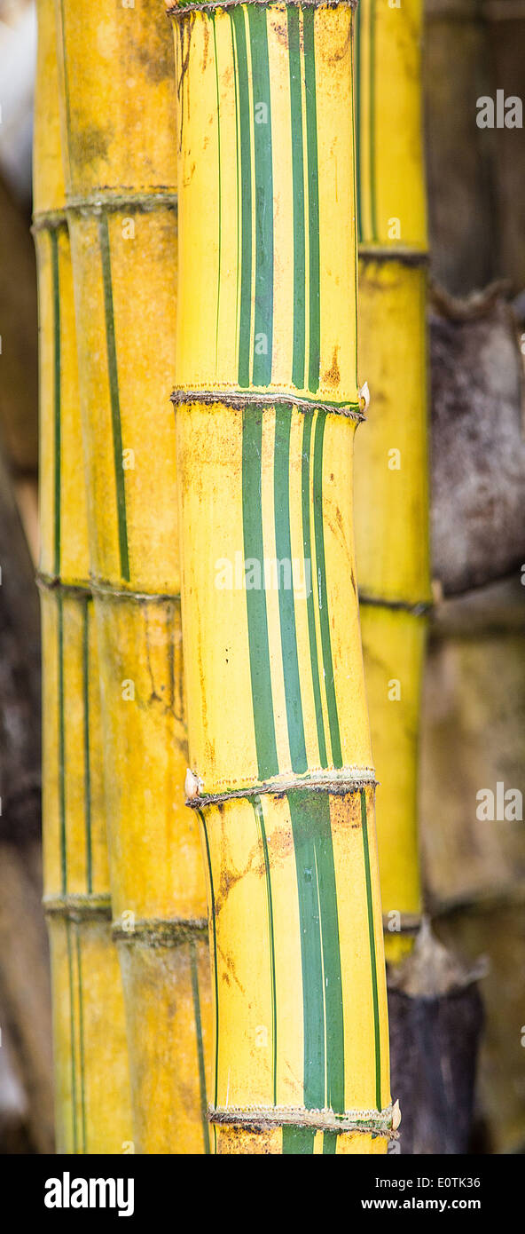 Green and yellow striped giant bamboo growing in maritime dry forest on ...