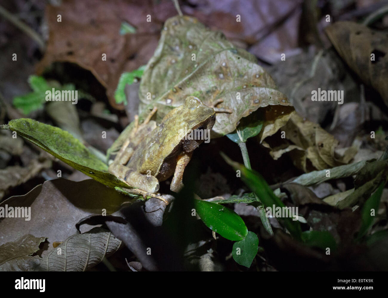 Perfectly camouflaged frog sitting by a rainforest leaf of identical ...