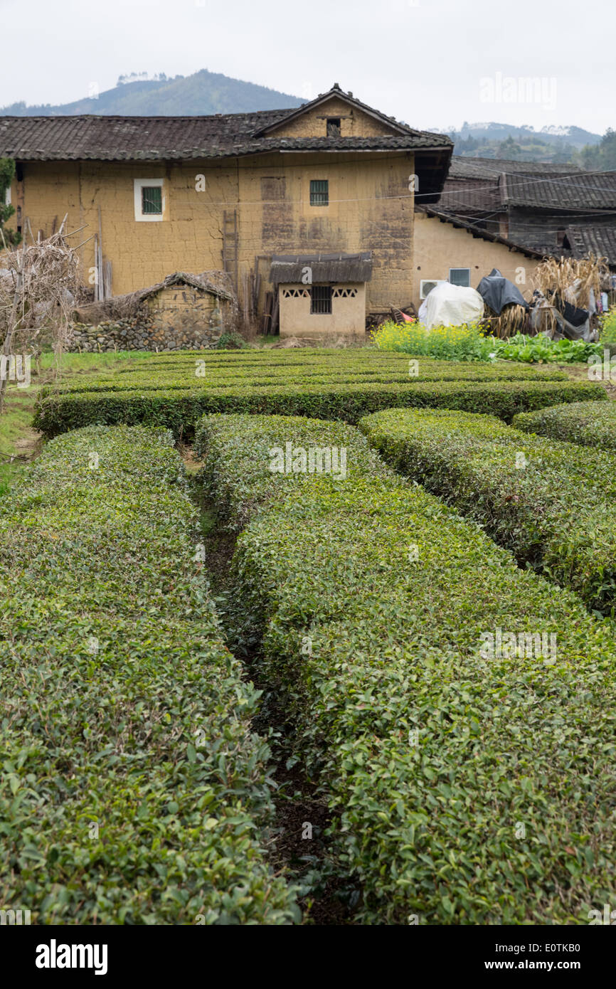 Fujian province tea plantation hi-res stock photography and images - Alamy