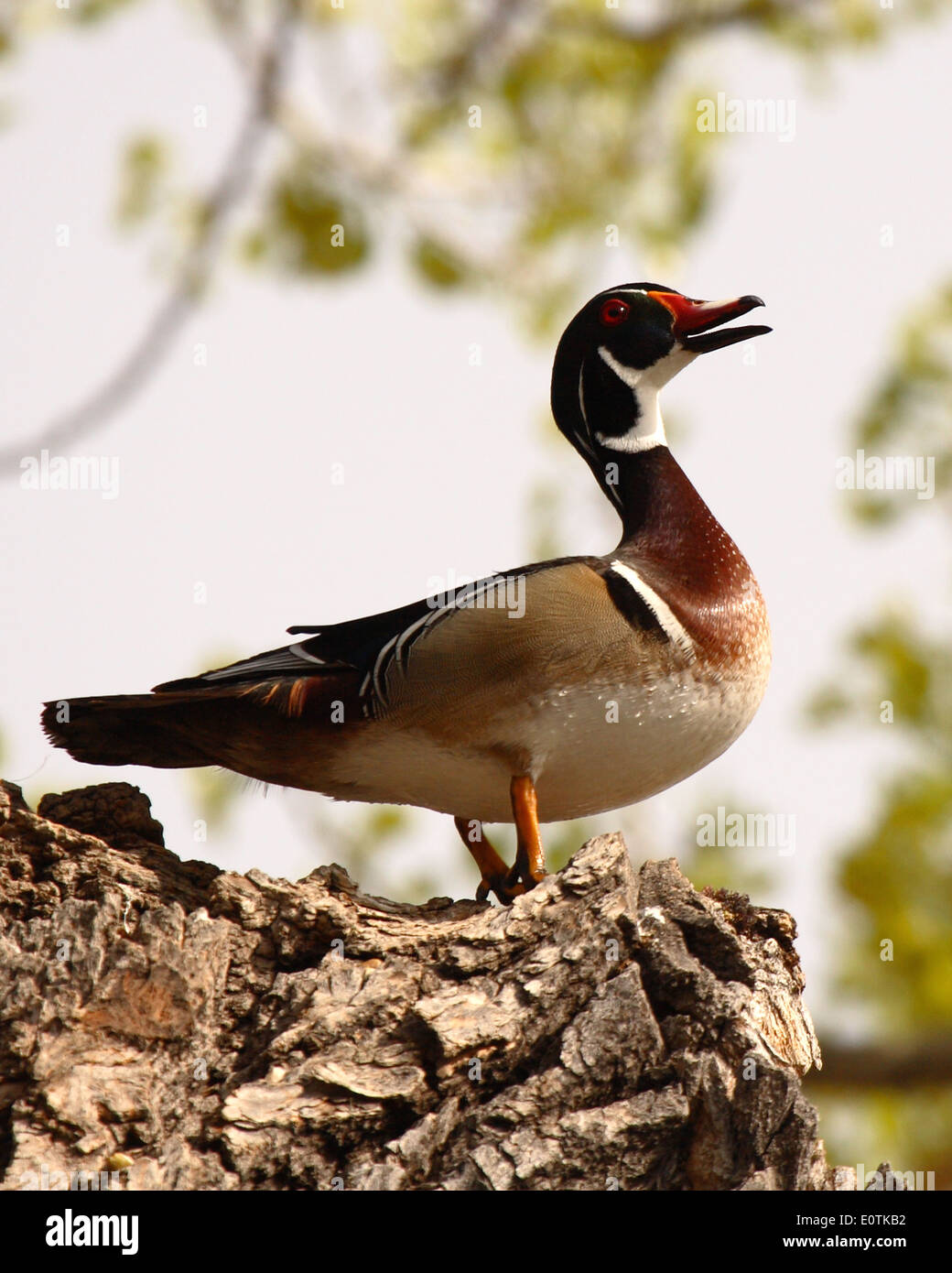 Drake calling hi-res stock photography and images - Alamy