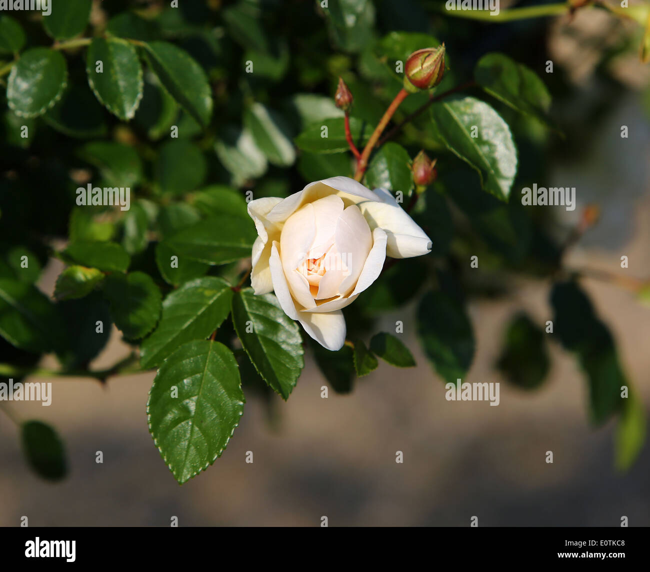 White roses in the garden Stock Photo - Alamy