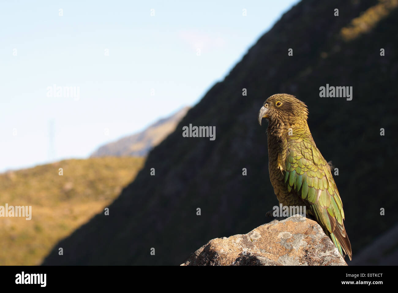 A Kea perched among mountains in the Southern Alps Stock Photo - Alamy