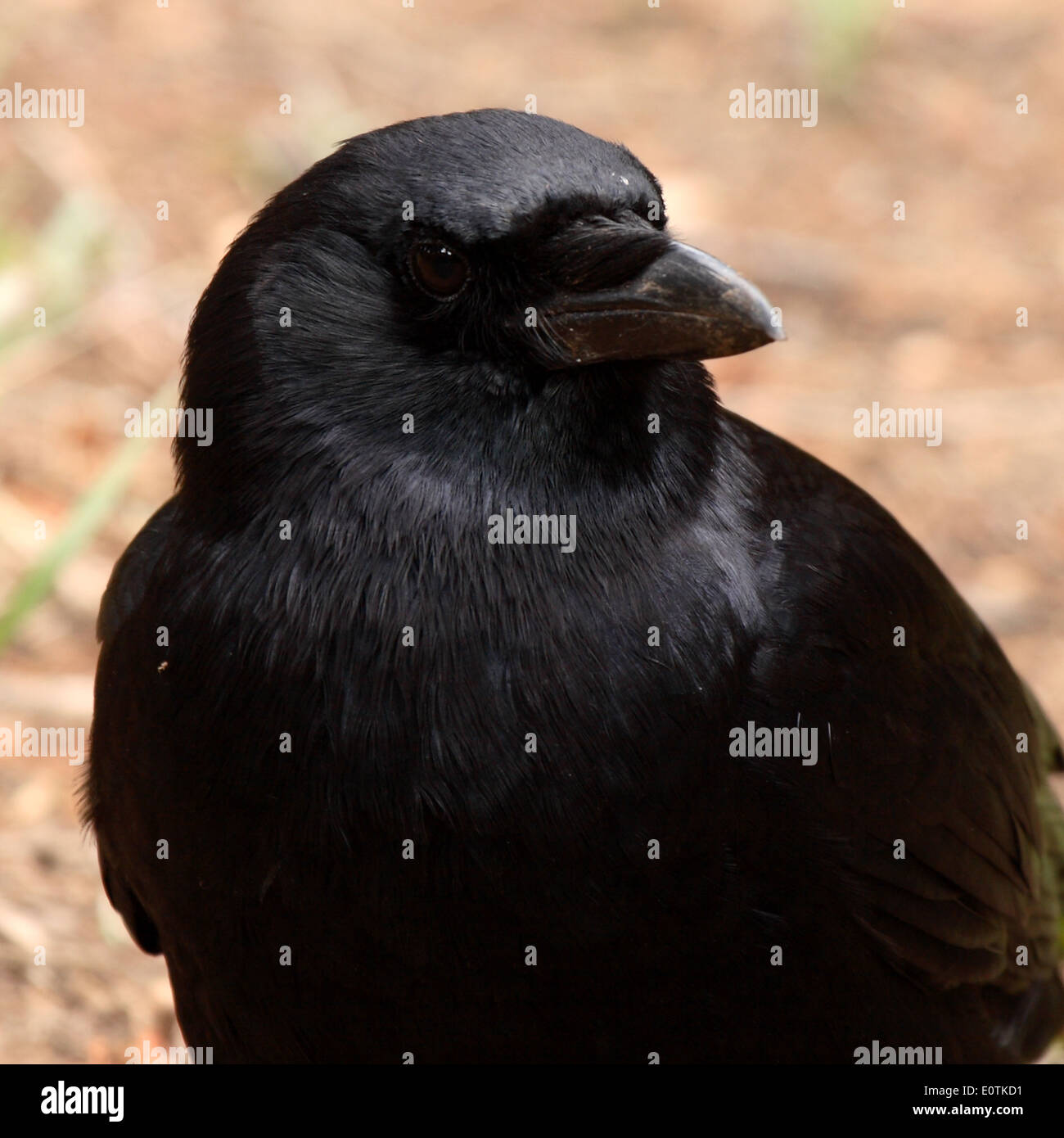 A Common Raven giving a hard look Stock Photo - Alamy