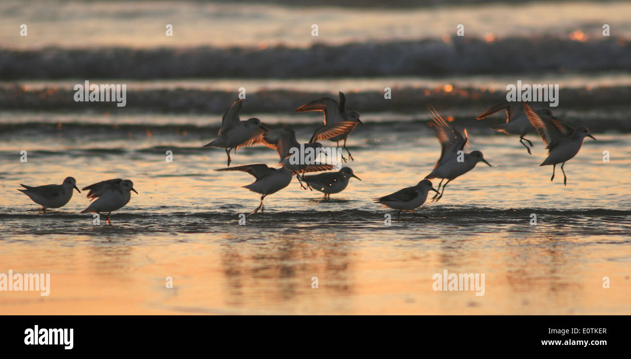 Flock of sanderlings flying hi-res stock photography and images - Alamy