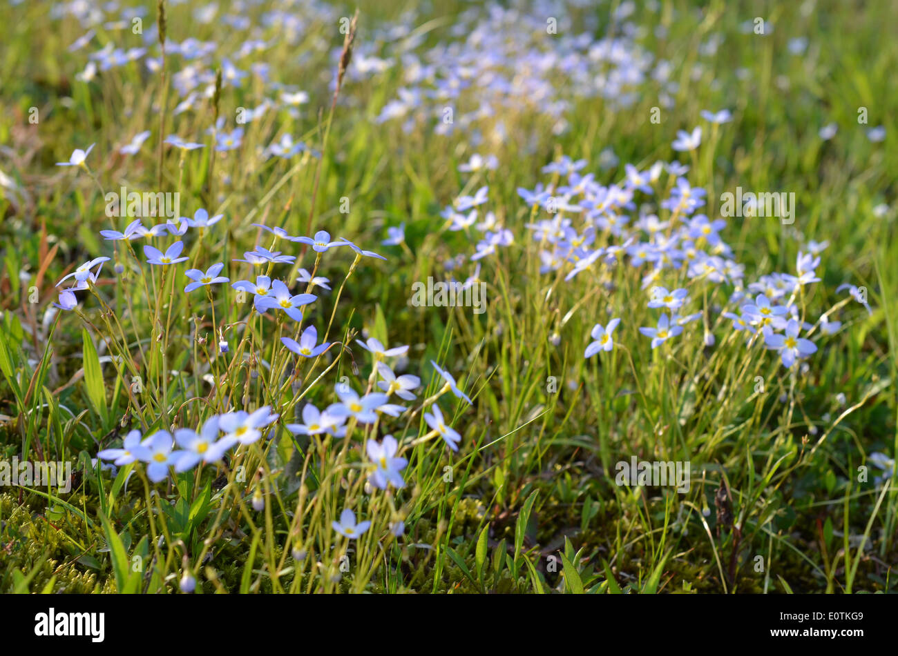 field of forget me nots Stock Photo - Alamy