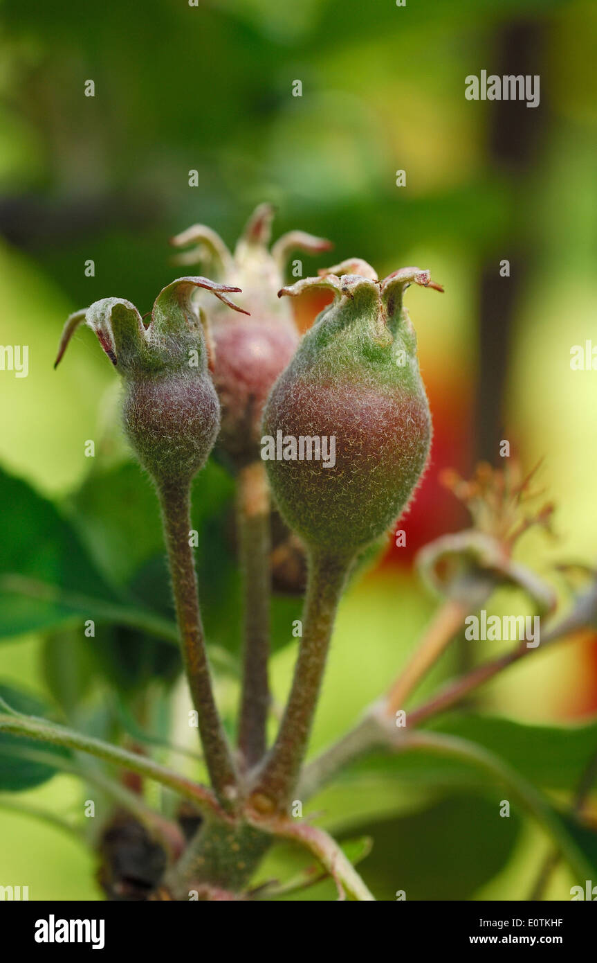 Young fruit forming hi-res stock photography and images - Alamy