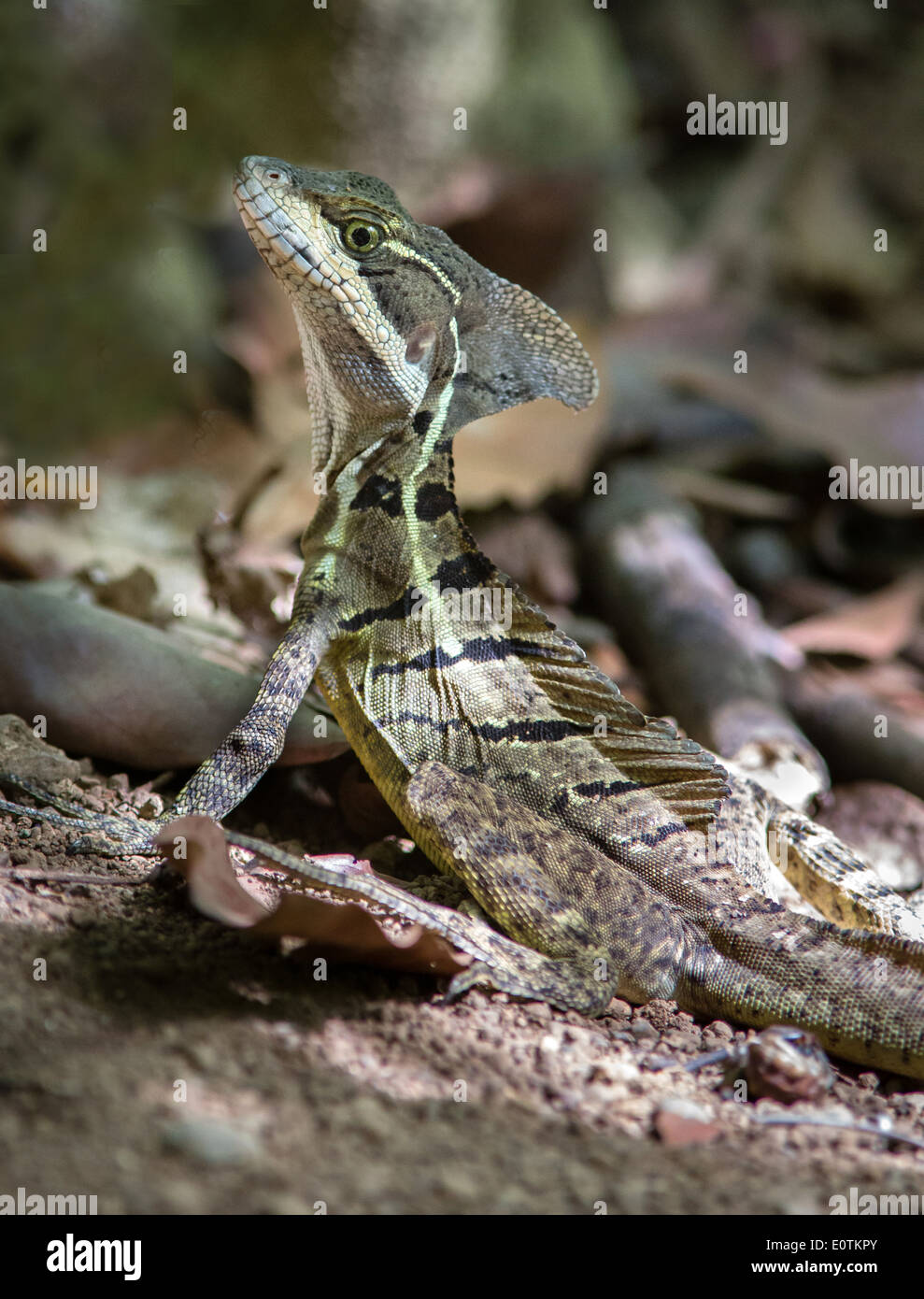Brown Basilisk or Jesus lizard Basiliscus basiliscus on dry forest ...