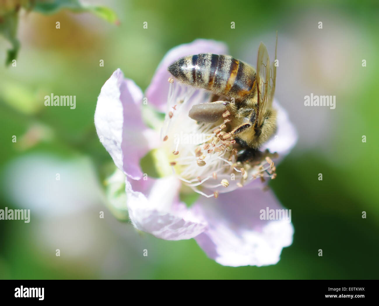 Work hard as a bee hi-res stock photography and images - Alamy