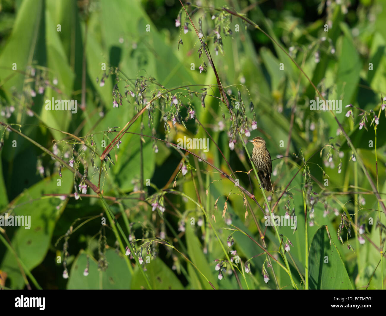 Alligator flag plant hi-res stock photography and images - Alamy