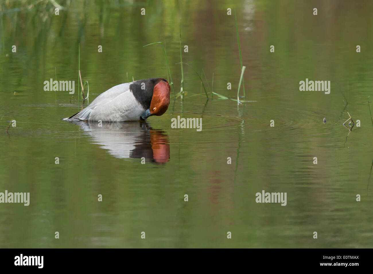 Redhead duck preening itself Stock Photo - Alamy