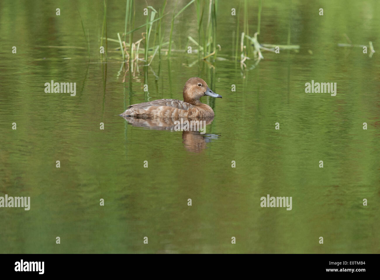 Female redhead hi-res stock photography and images - Alamy
