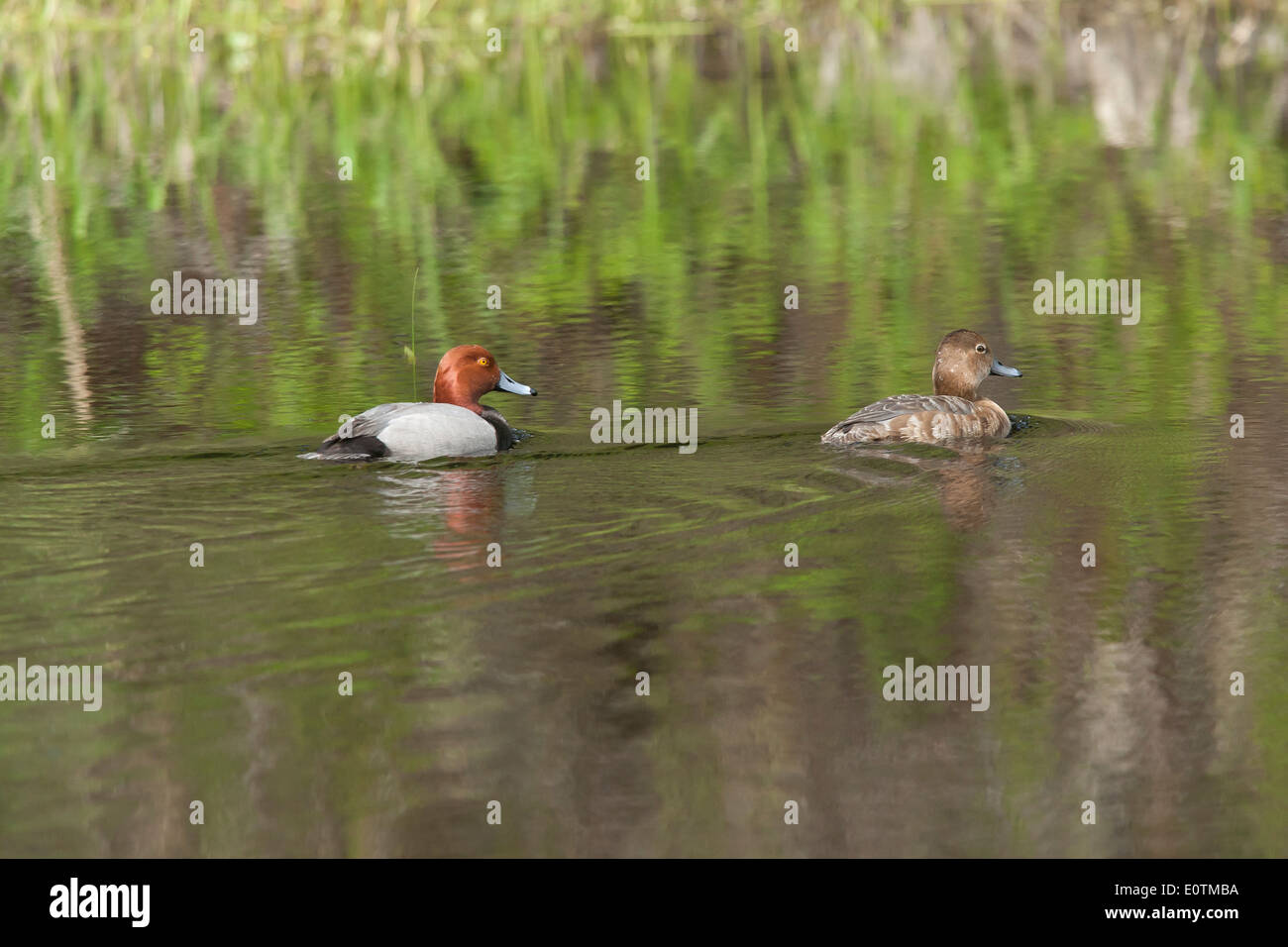 Female redhead duck hi-res stock photography and images - Alamy