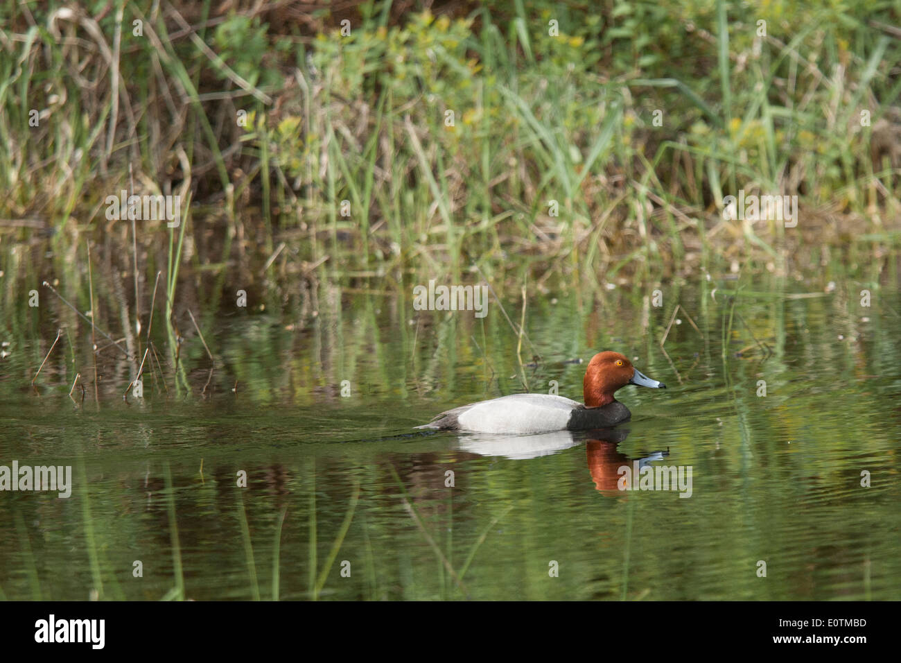 Redhead duck casts reflection Stock Photo - Alamy