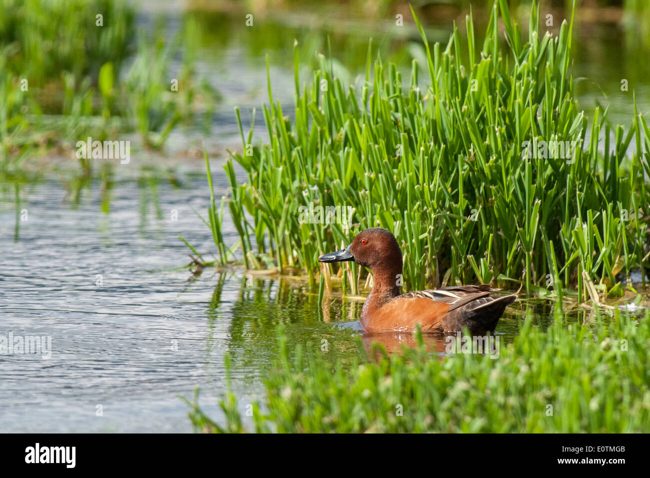 Cinnamon teal feathers hi-res stock photography and images - Alamy