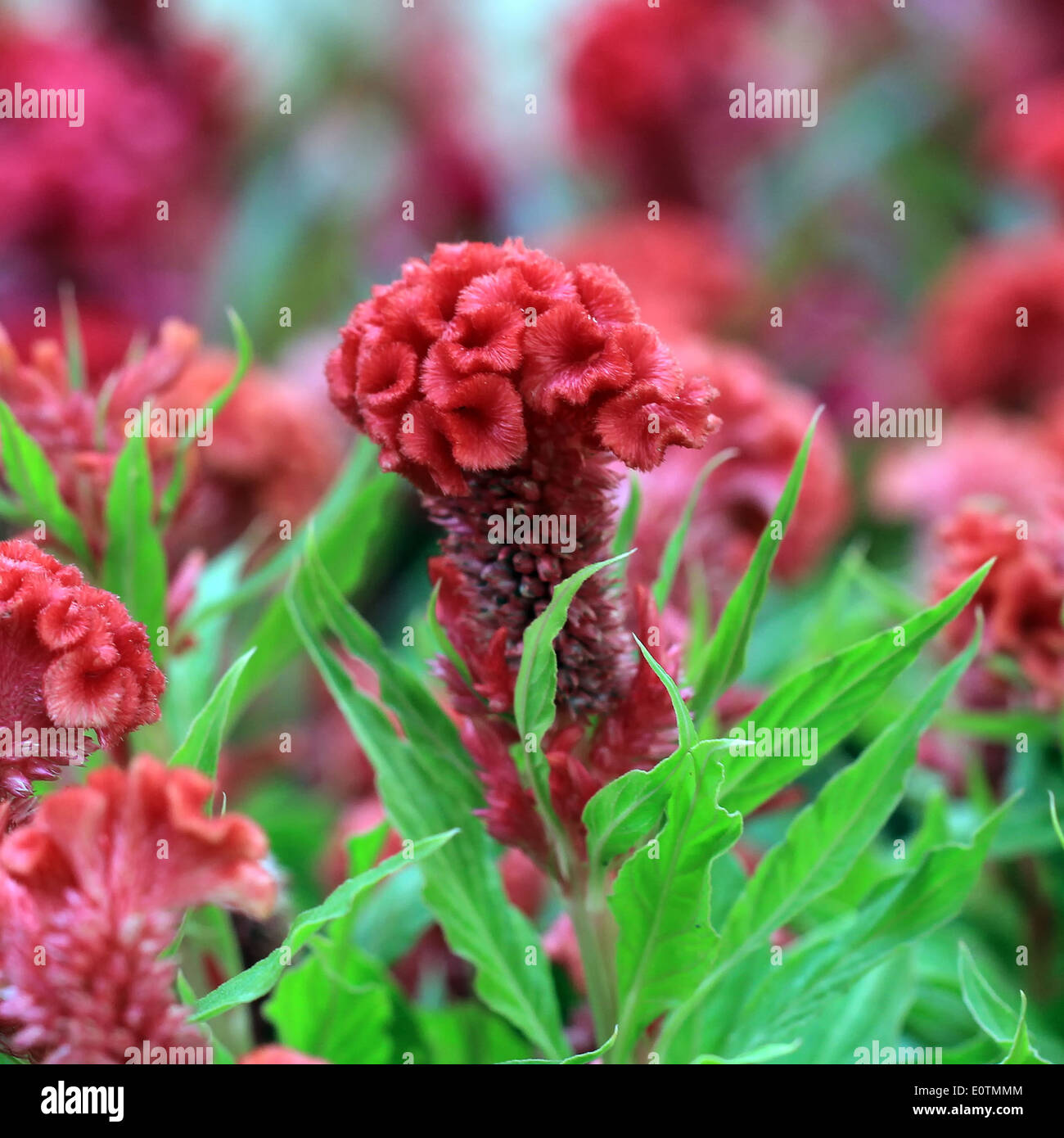 beautiful plumed cockscomb in the garden Stock Photo - Alamy