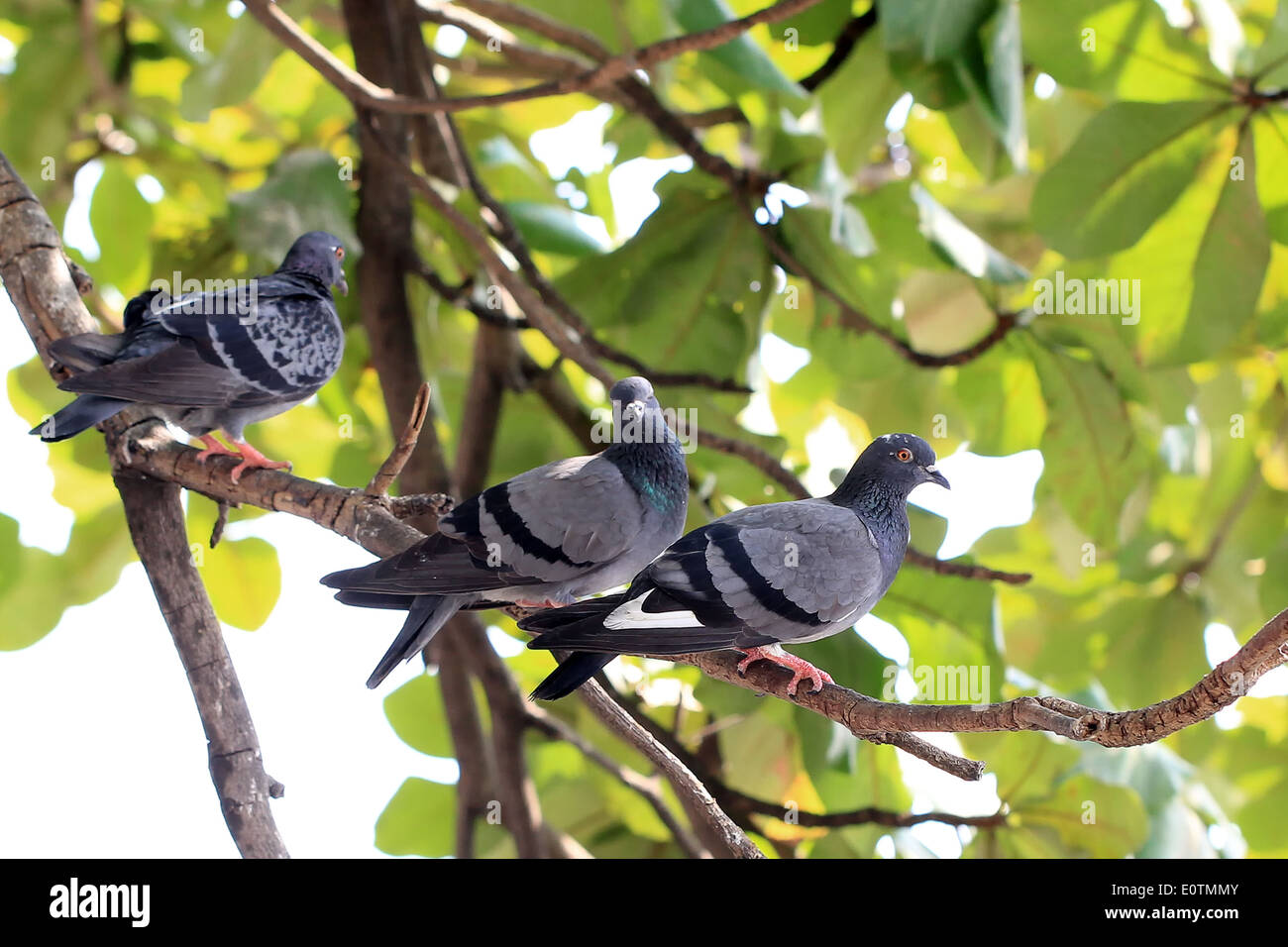 group of dove on the branch of tree Stock Photo - Alamy