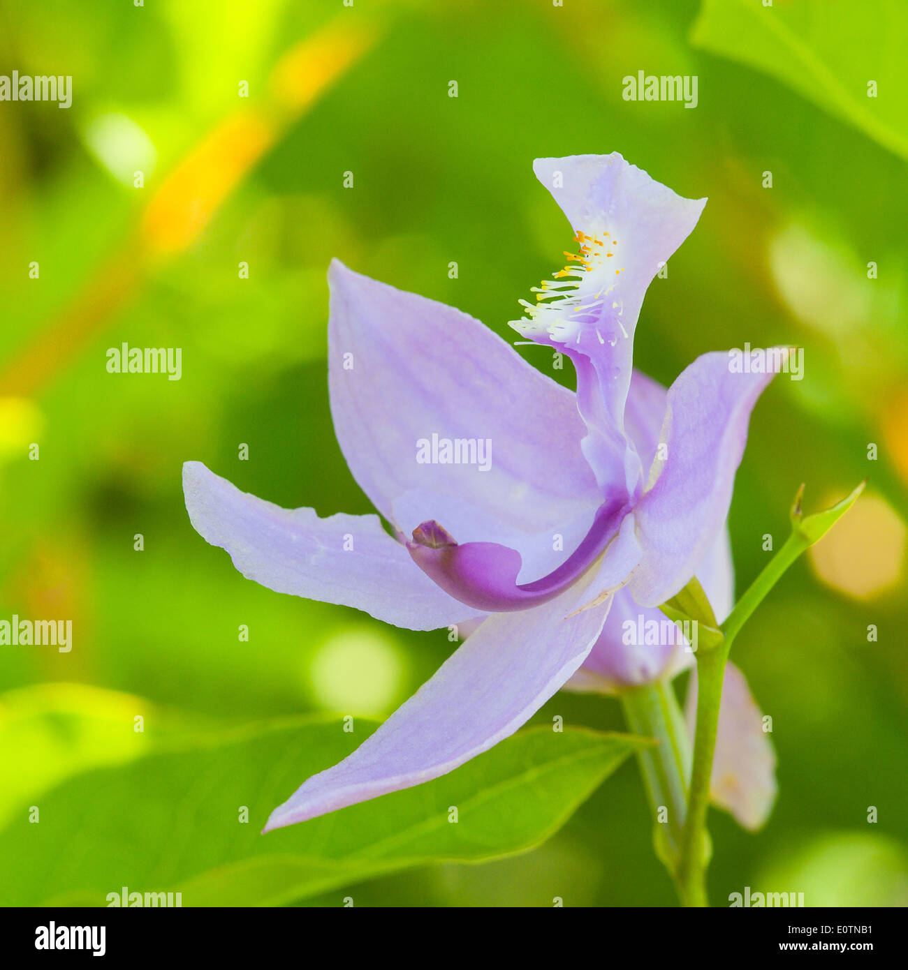 Tuberous grasspink orchid (Calopogon tuberosus) in full bloom Stock ...