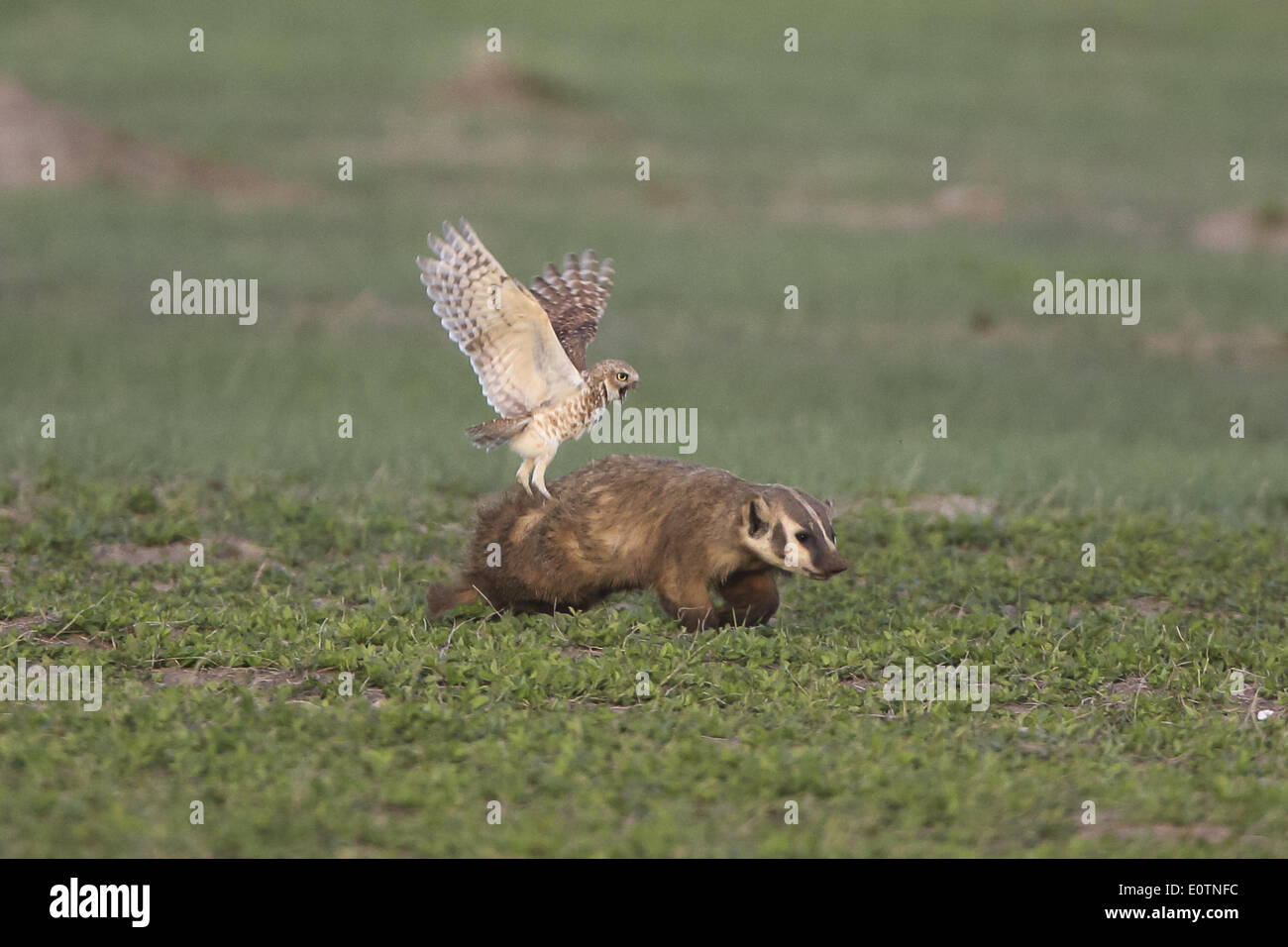 Interior, South Dakota, USA. 19th May, 2014. A Burrowing owl attacks an ...