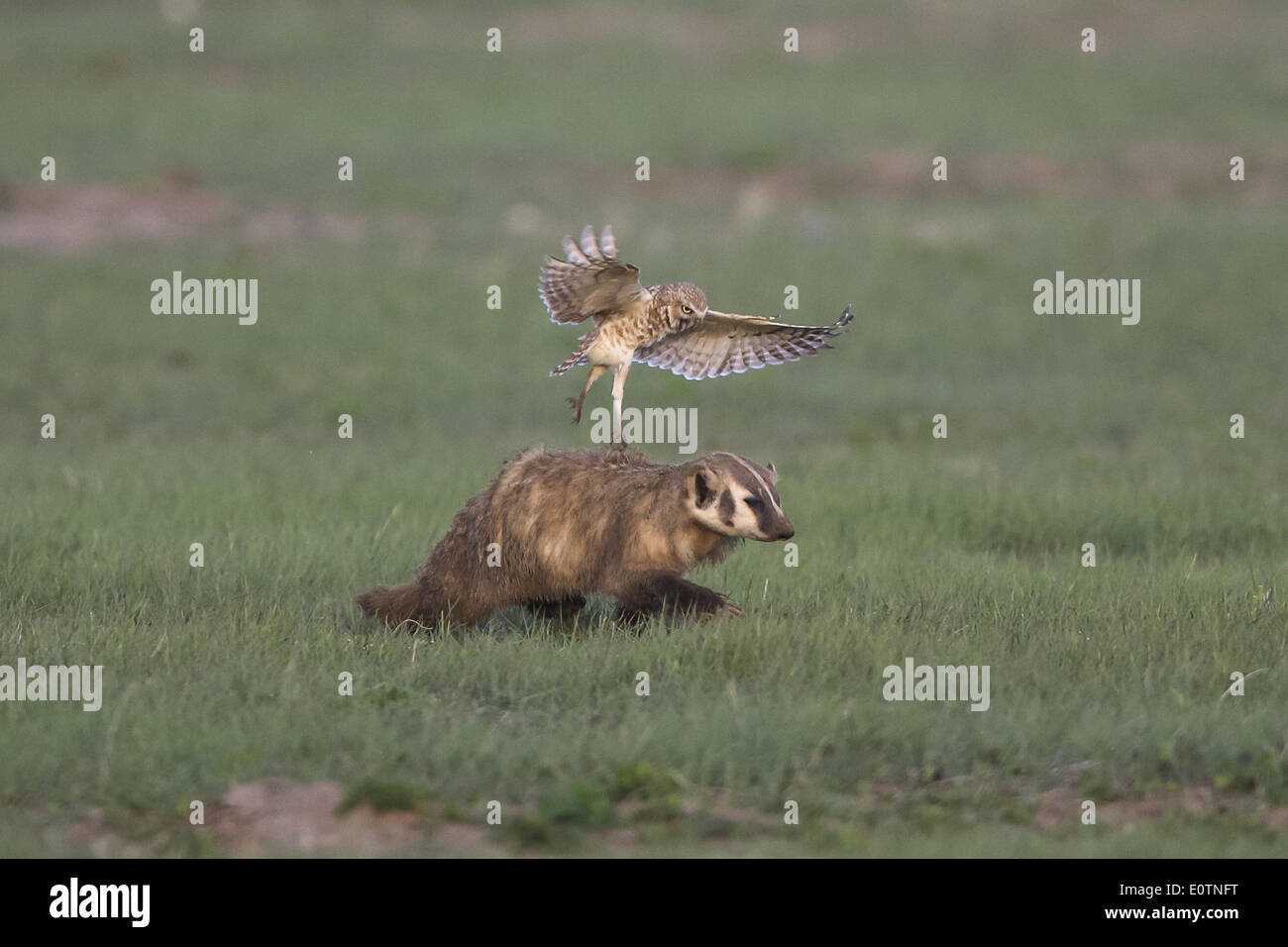 American badger, attack hi-res stock photography and images - Alamy