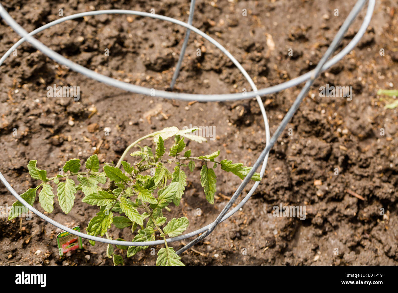 Early planting season at the local community garden Stock Photo - Alamy