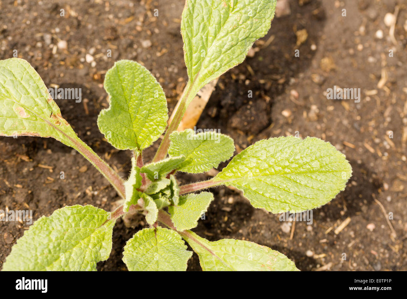 Early planting season at the local community garden Stock Photo - Alamy
