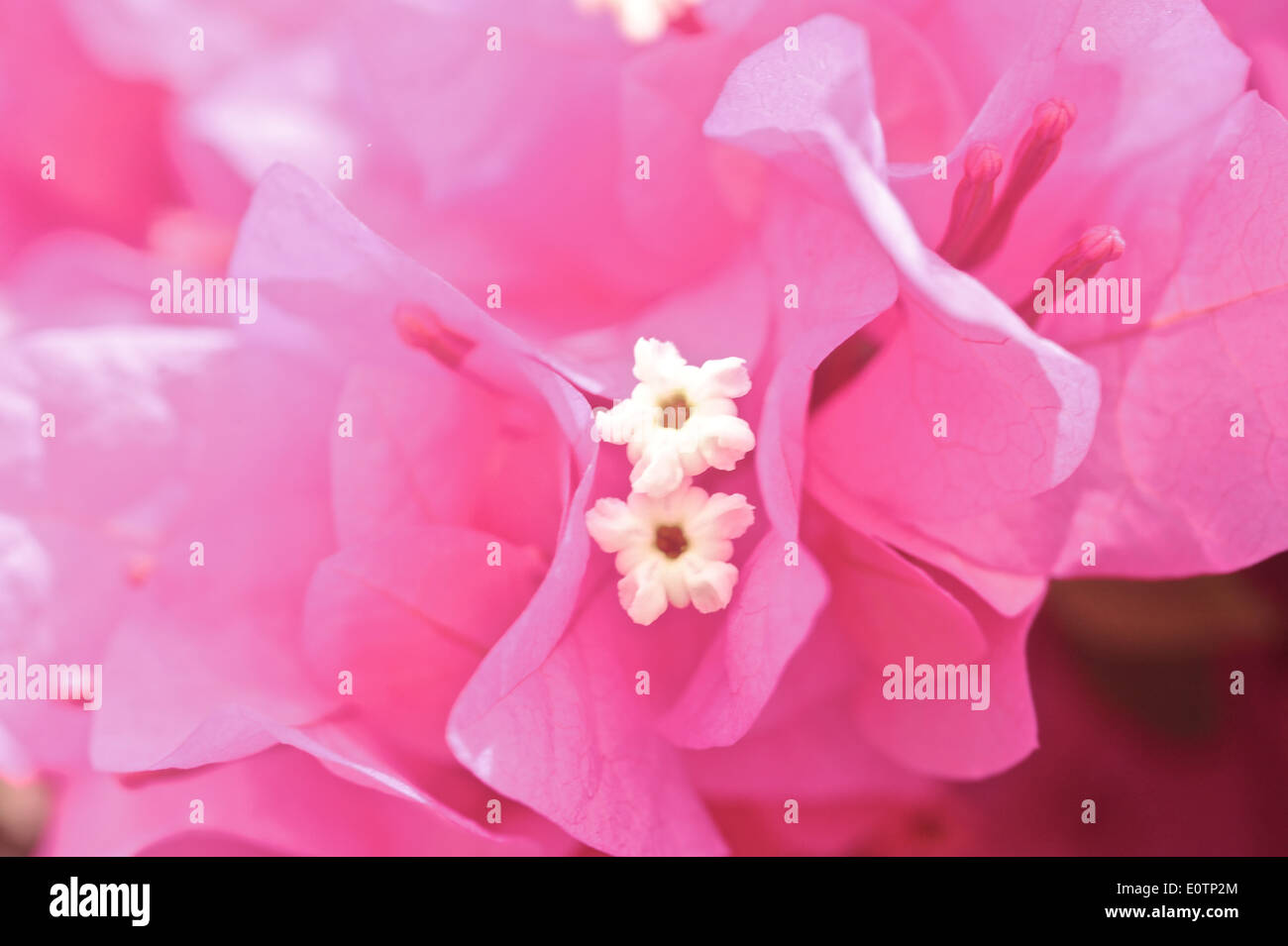 Dominican republic flower plant hi-res stock photography and images - Alamy