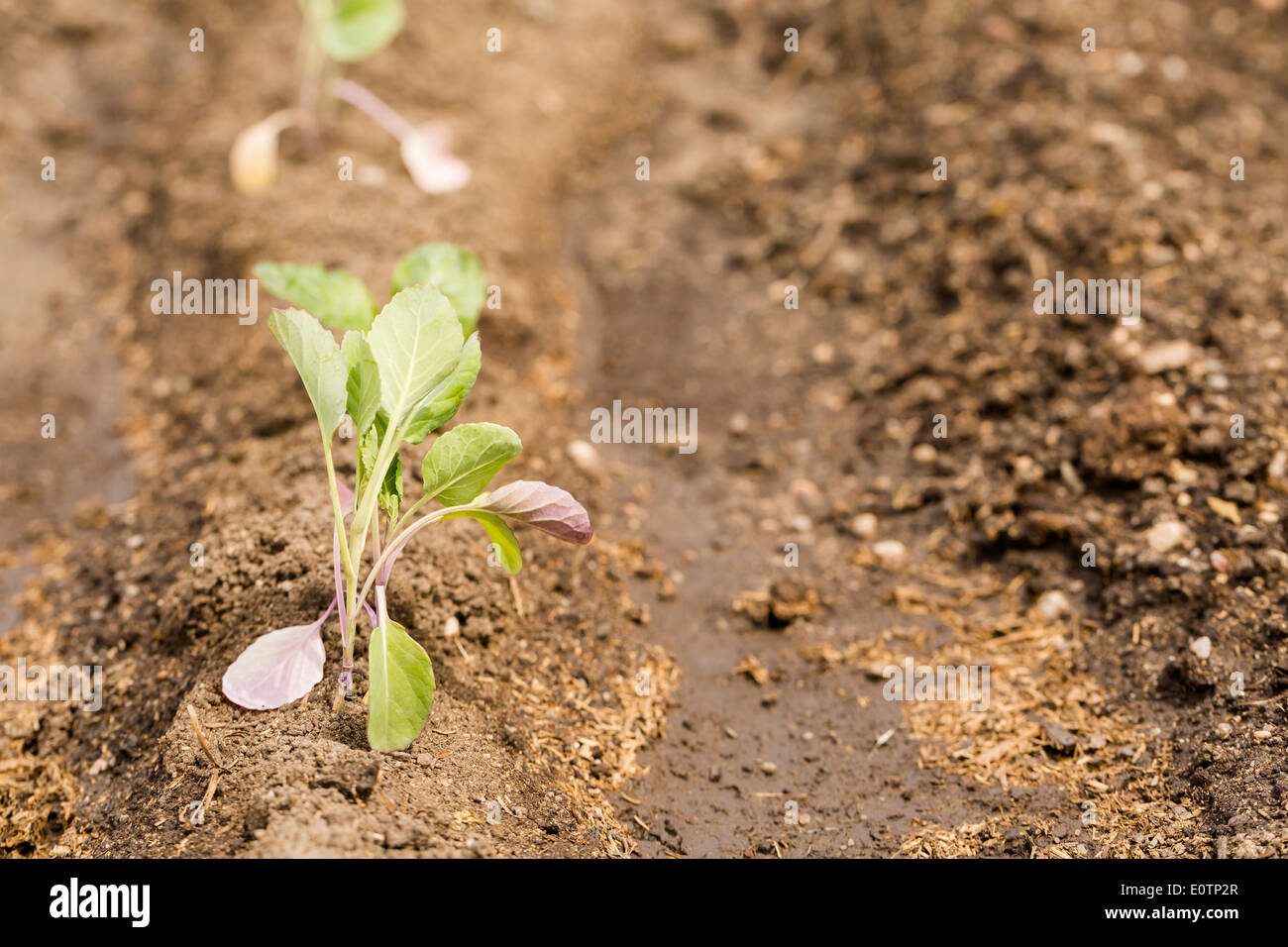 Early planting season at the local community garden Stock Photo - Alamy
