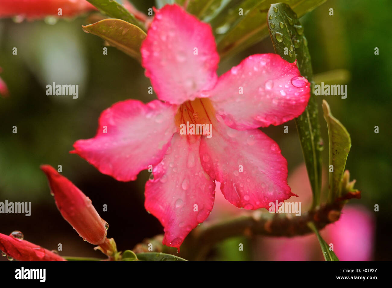 Dominican republic flower plant hi-res stock photography and images - Alamy