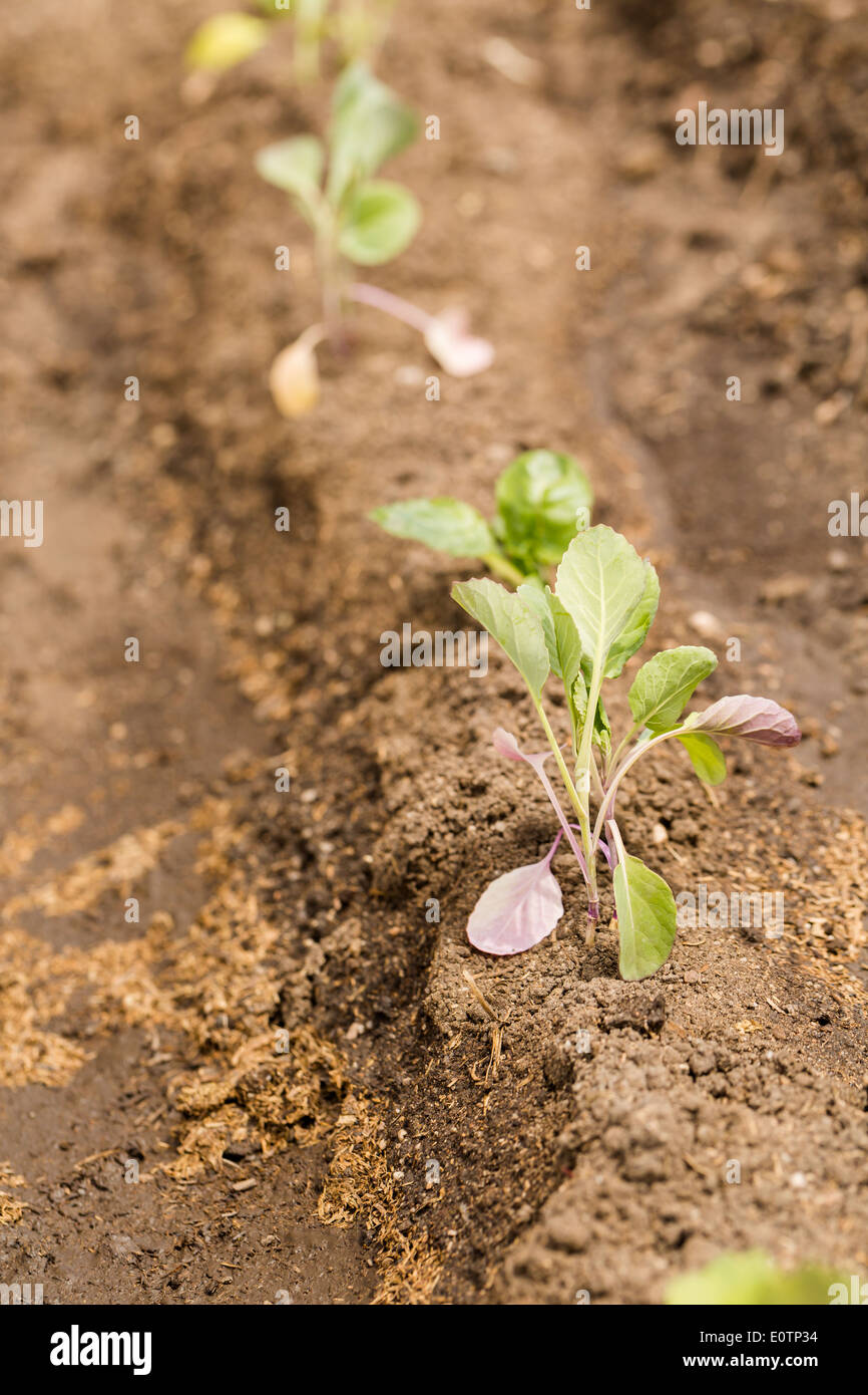 Early planting season at the local community garden Stock Photo - Alamy