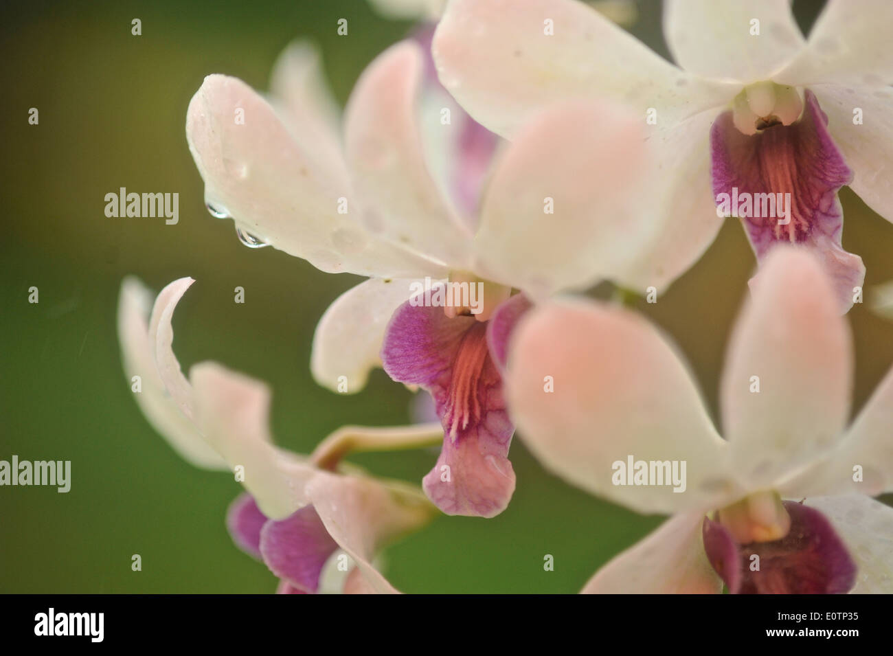Orchids of the world hi-res stock photography and images - Alamy