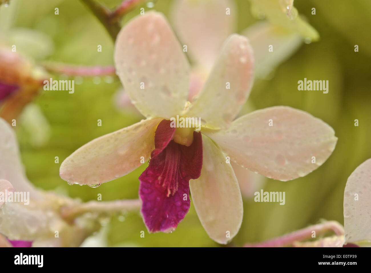 Orchids of the world hi-res stock photography and images - Alamy