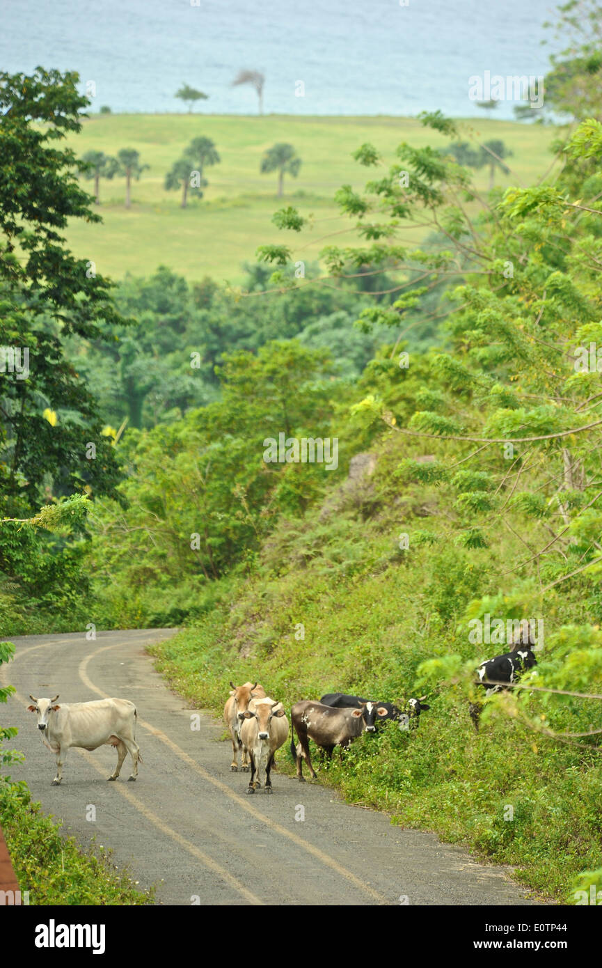 The Playa Grande, North Coast of The Dominican Republic Stock Photo - Alamy