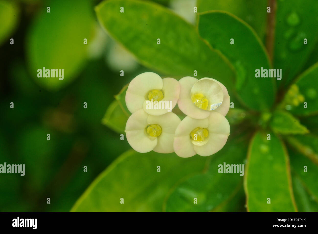 Dominican flowers hi-res stock photography and images - Alamy