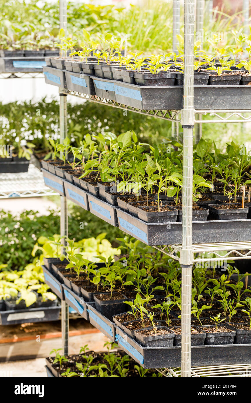 Plants in small containers in the greenhouse Stock Photo - Alamy