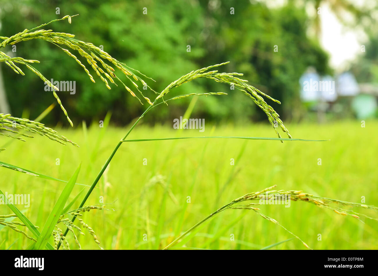 rice crop ready for harvest Stock Photo - Alamy