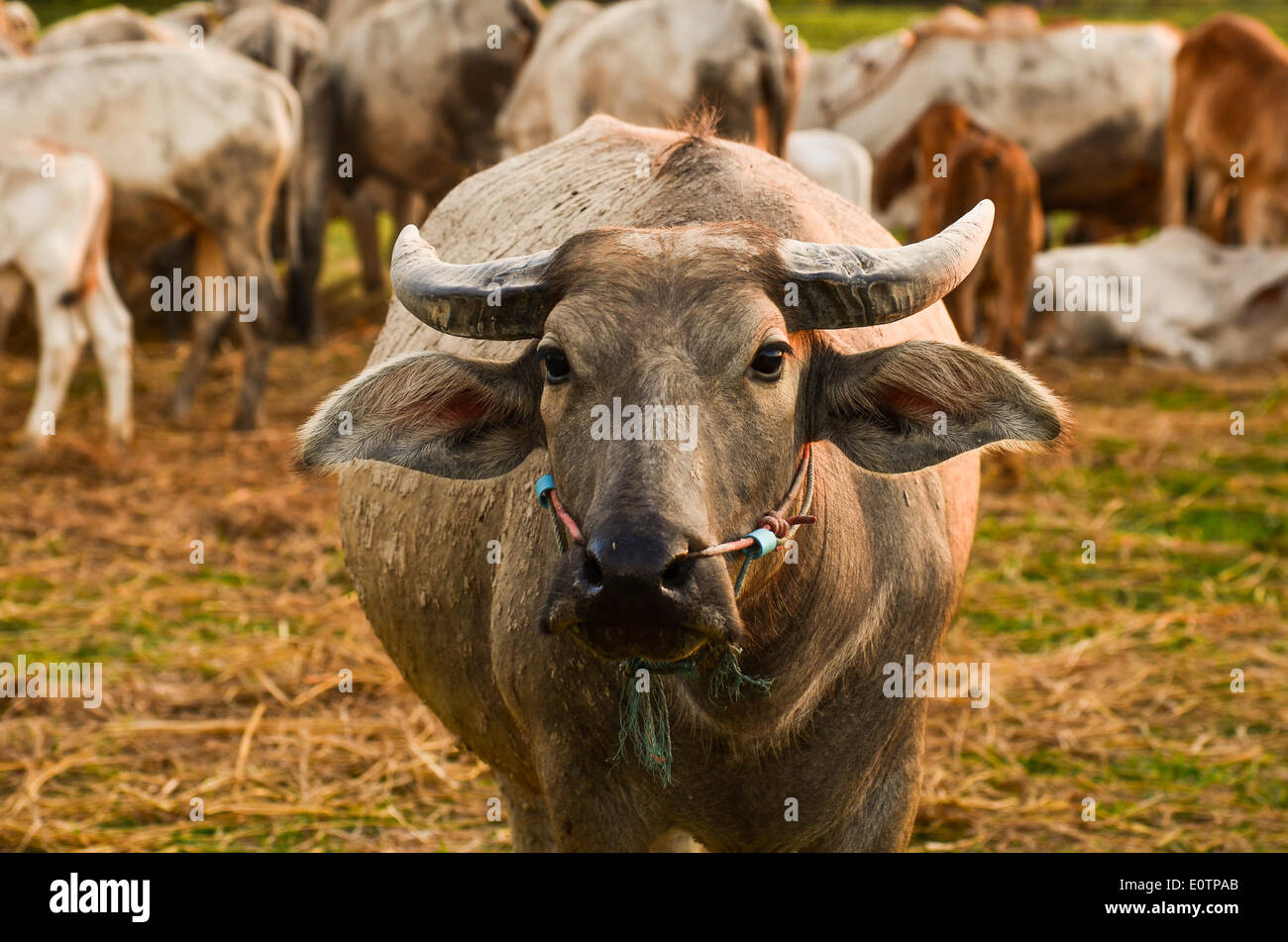 Buffalo in farm รื hi-res stock photography and images - Alamy